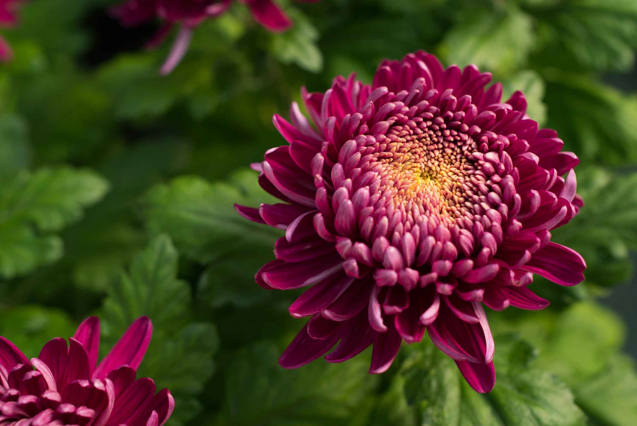 Chrysanthème à grosses fleurs - Les serres du Monorail