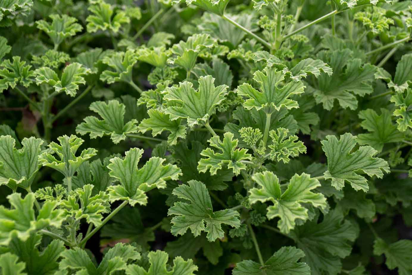 Géranium citron - Les serres du Monorail
